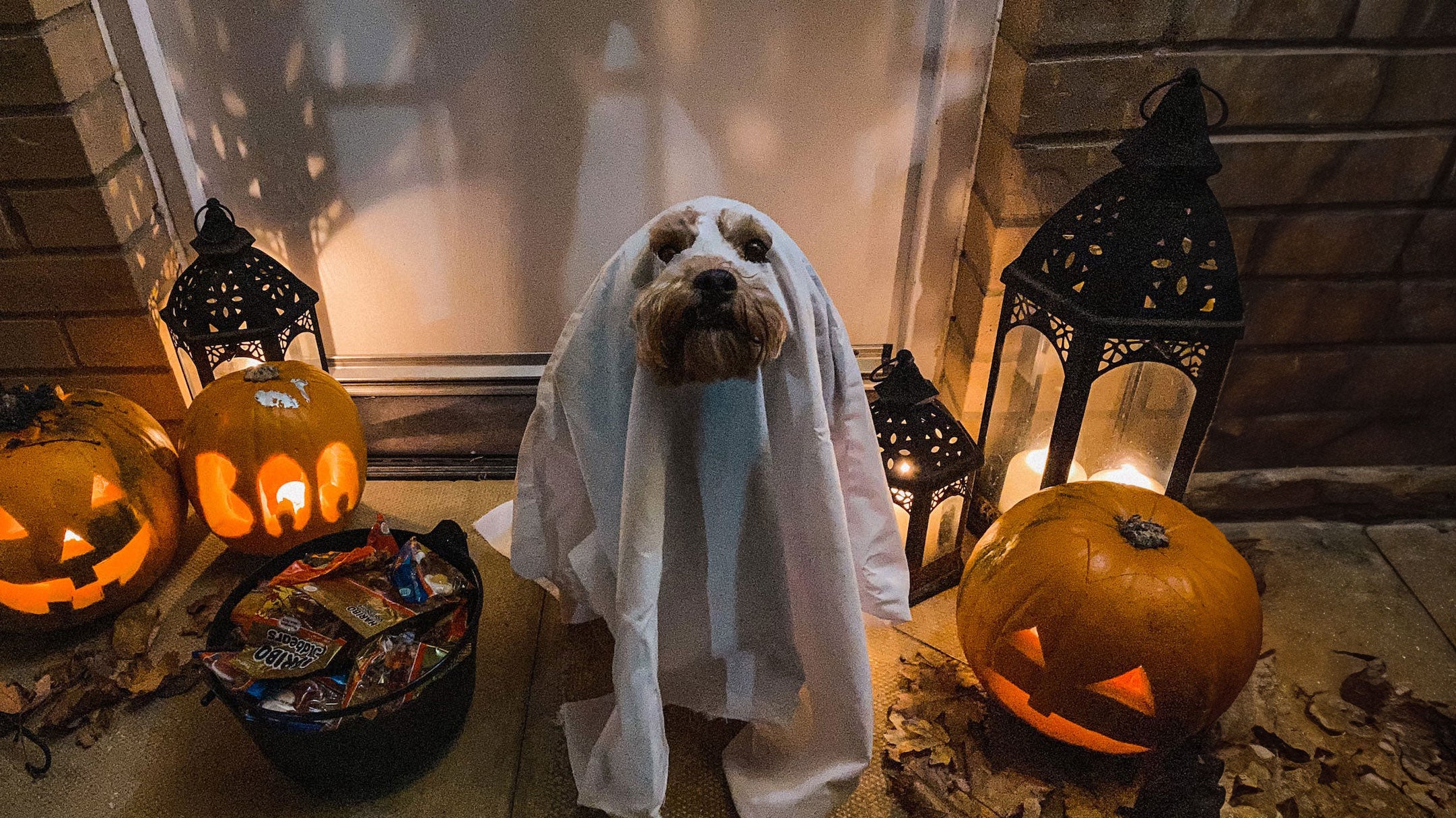 Halloween Costume Ideas: Pick the Best for Your Furry Friend ...