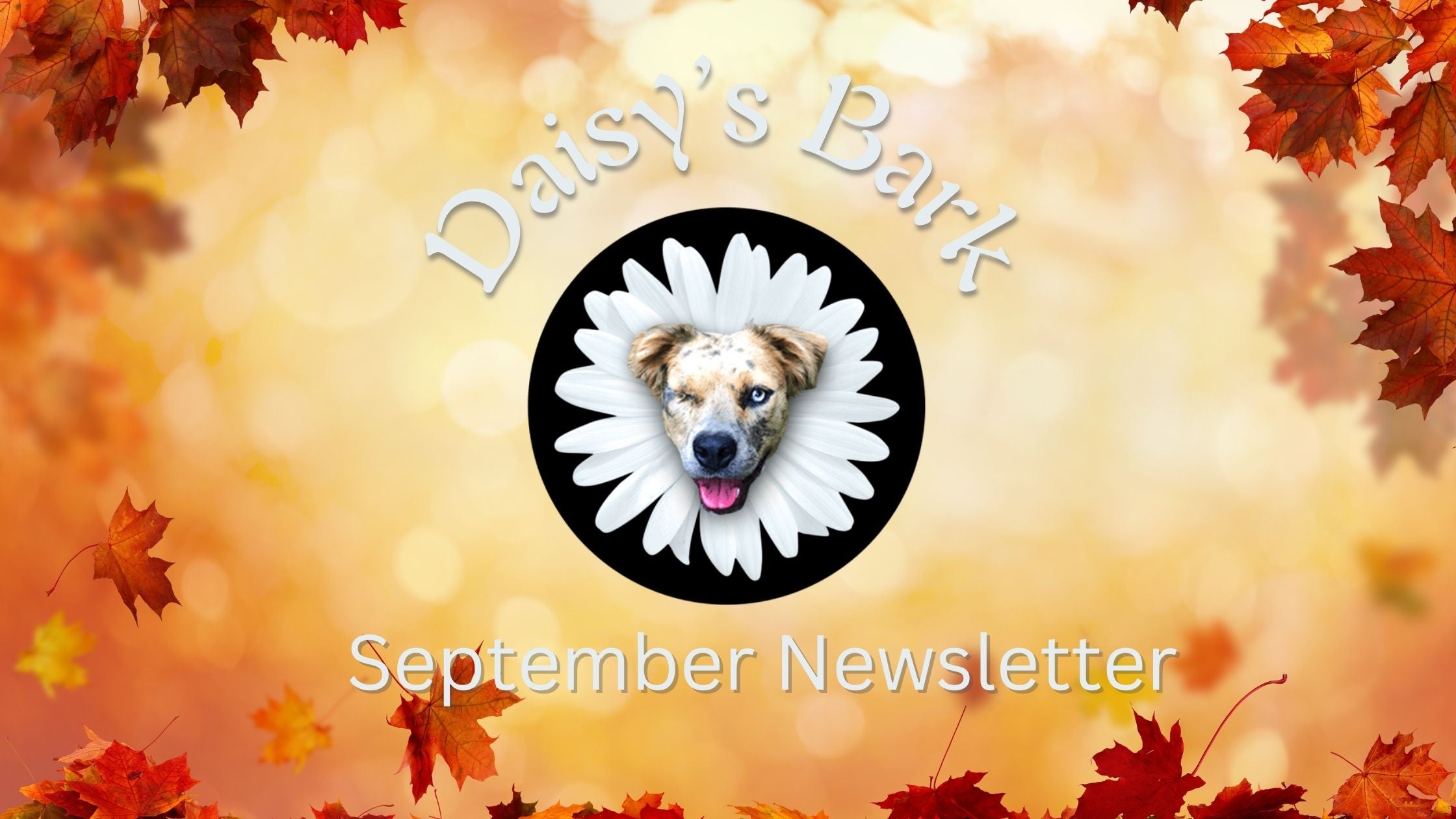 Daisy's Bark: September Newsletter – DaisysDogCollars