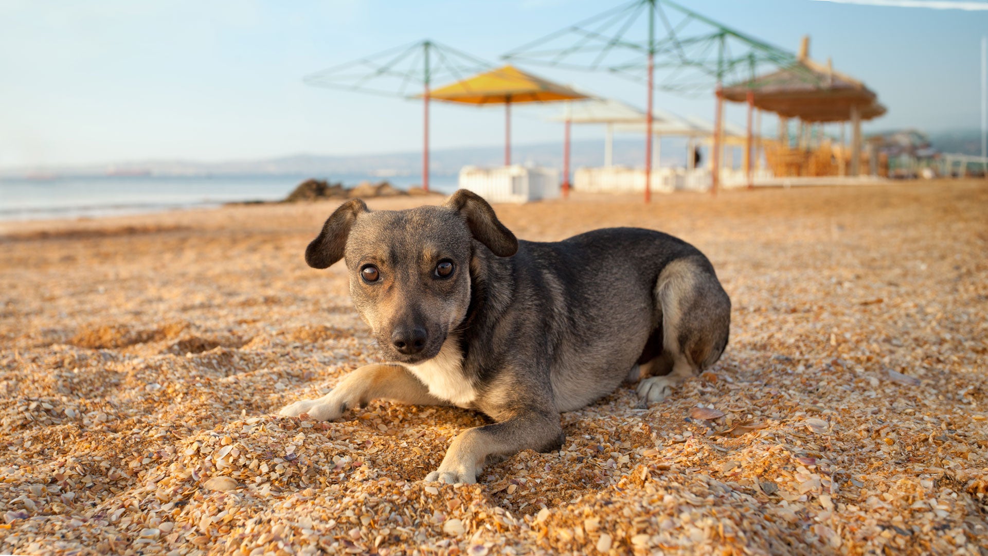 Celebrating Spring with Seashell Style: May Highlights at Daisy's Dog ...